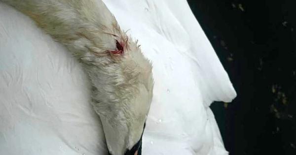 RBWM seeks views on catapult crackdown after swan killings
