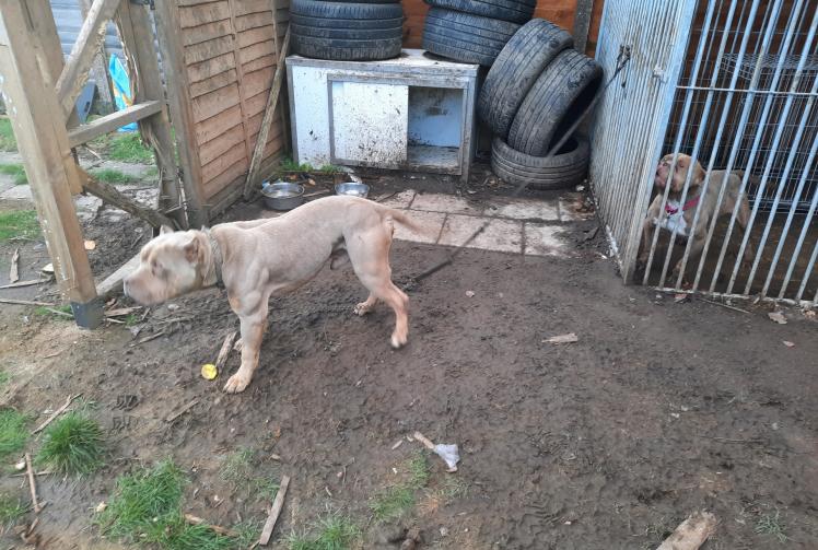 Dog owner jailed and issued animal ban after dead puppy found in Langley