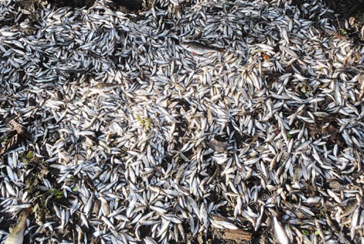 Fish killed by floods - Henley Standard